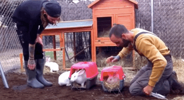 Rescued Lab Animals Seeing Sun For The First Time Will Make Your Day ...