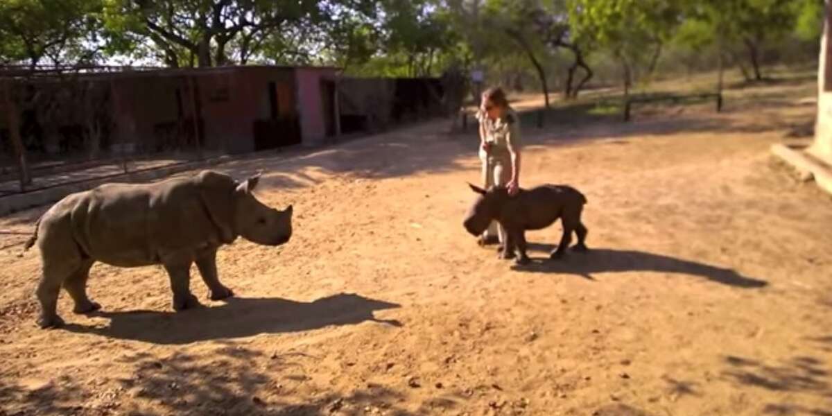 Little Orphaned Rhinos Dance In Circles As They Meet For The First Time ...