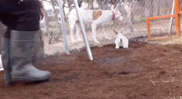 Rescued Lab Animals Seeing Sun For The First Time Will Make Your Day ...
