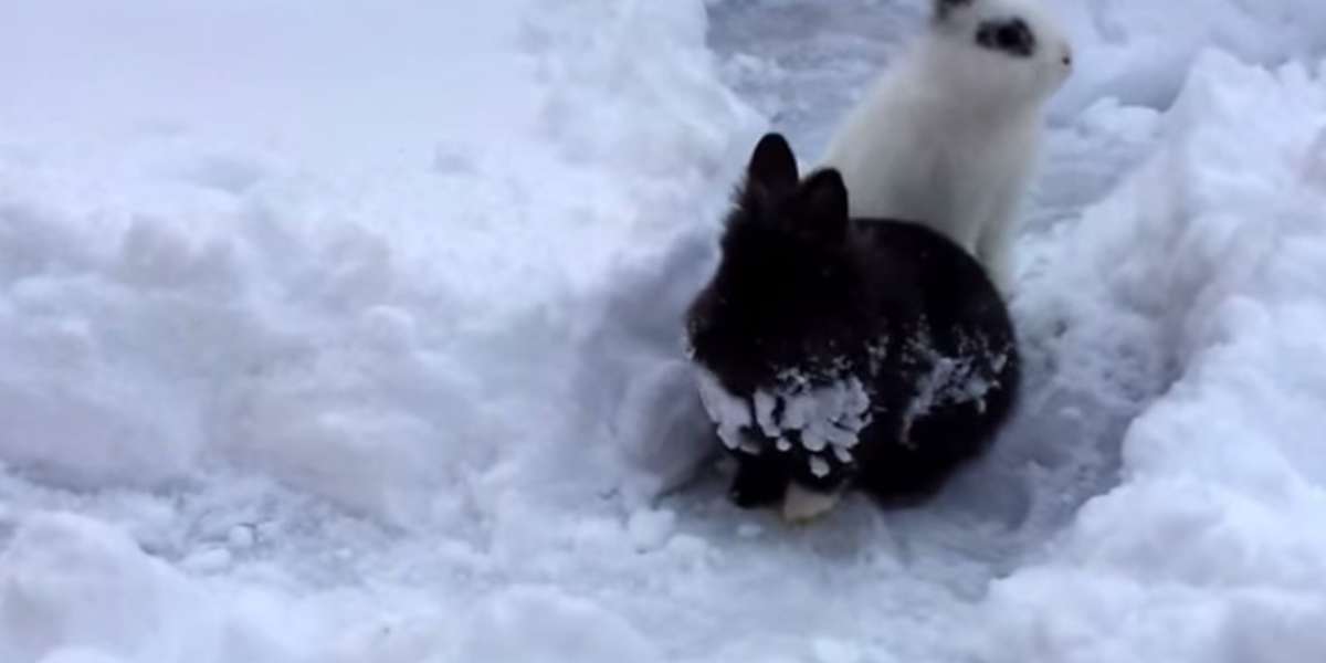 Let These 9 Snow Bunnies Explain Why Snow Days Are The Best Days - The Dodo