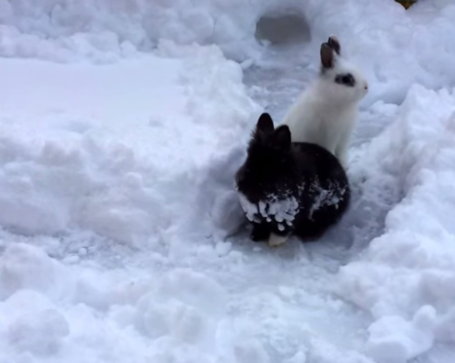 Let These 9 Snow Bunnies Explain Why Snow Days Are The Best Days - The Dodo