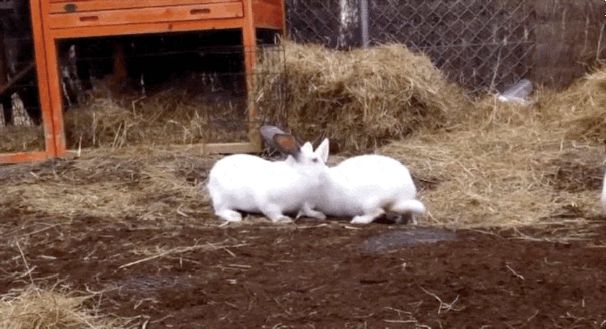 Rescued Lab Animals Seeing Sun For The First Time Will Make Your Day ...