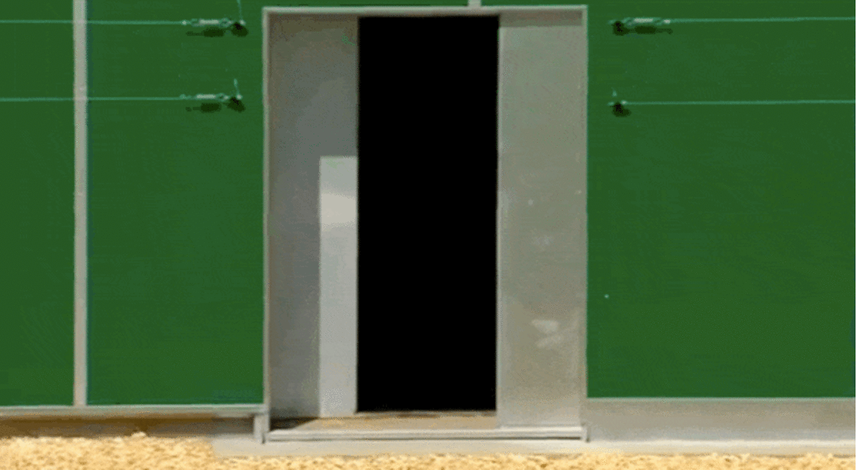 Rescued Lab Animals Seeing Sun For The First Time Will Make Your Day ...