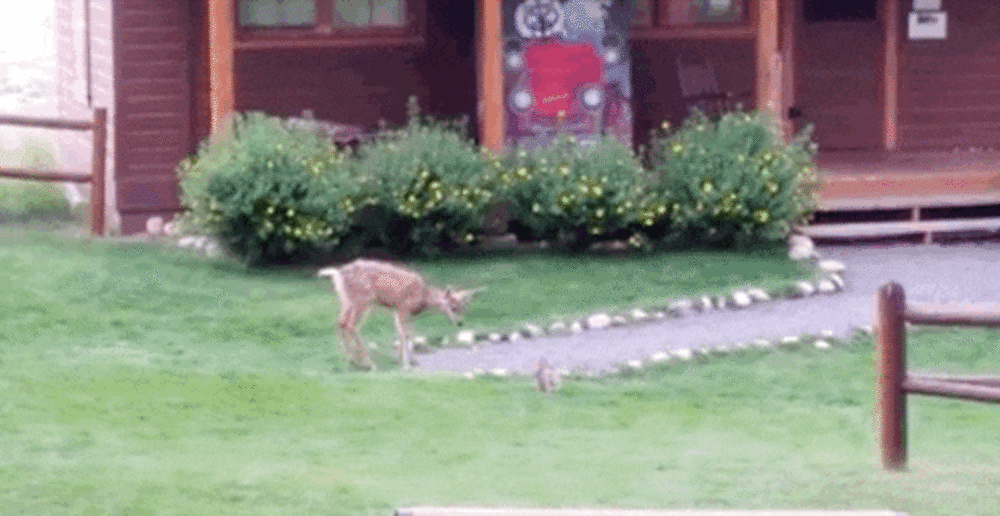 Curious Baby Deer Meets His First Rabbit, Invents Cutest Game - The Dodo