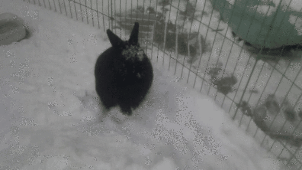 Let These 9 Snow Bunnies Explain Why Snow Days Are The Best Days - The Dodo