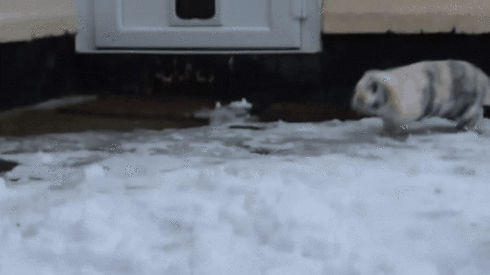 Let These 9 Snow Bunnies Explain Why Snow Days Are The Best Days - The Dodo