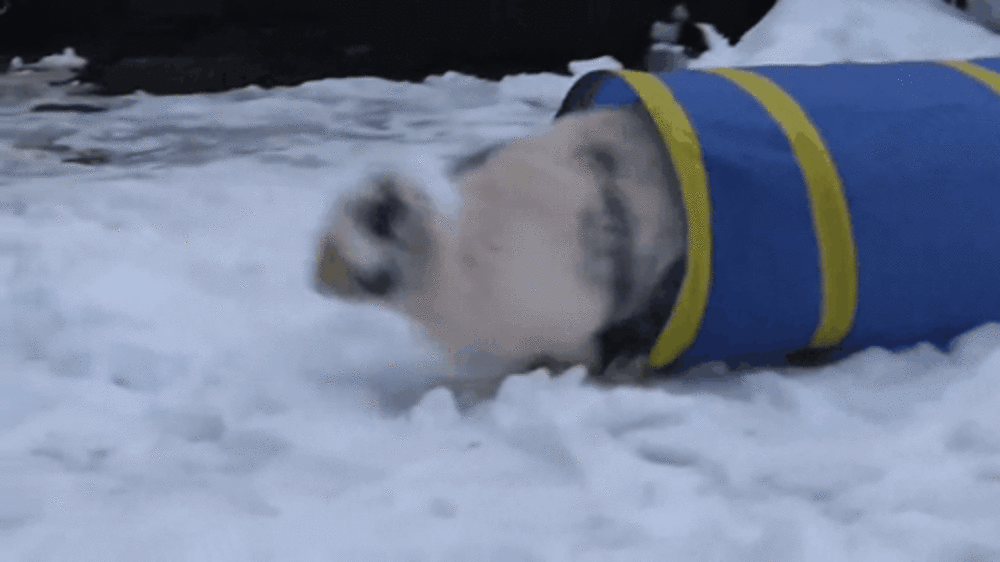 Let These 9 Snow Bunnies Explain Why Snow Days Are The Best Days - The Dodo