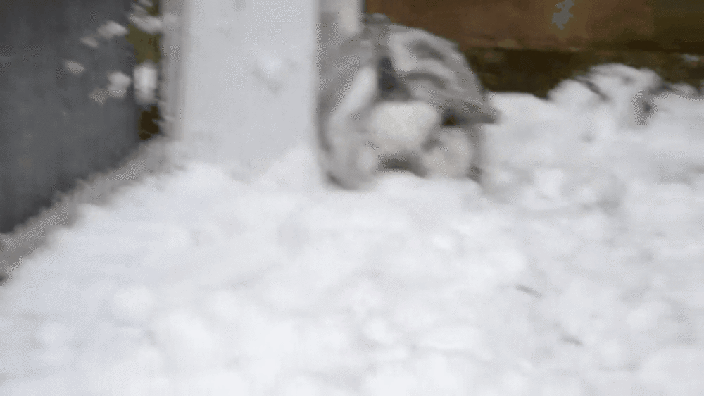 Let These 9 Snow Bunnies Explain Why Snow Days Are The Best Days - The Dodo