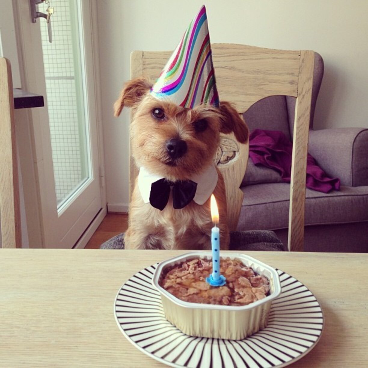 32 Pets Who Are Having The Best Birthday Ever ... Or Not - The Dodo