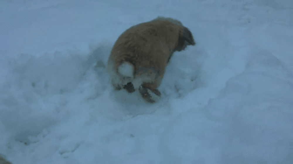 Let These 9 Snow Bunnies Explain Why Snow Days Are The Best Days - The Dodo