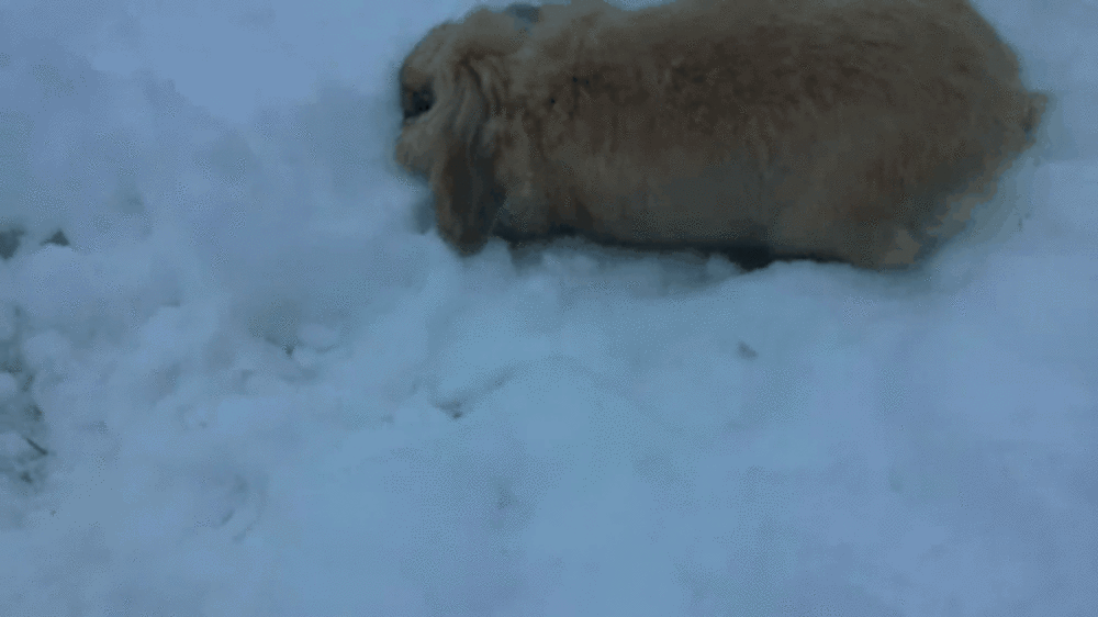 Let These 9 Snow Bunnies Explain Why Snow Days Are The Best Days - The Dodo