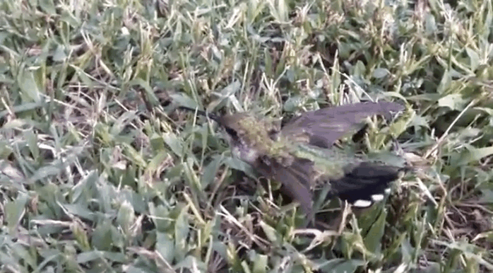 Family Rescues Little Hummingbird From Wad Of Chewing Gum - The Dodo