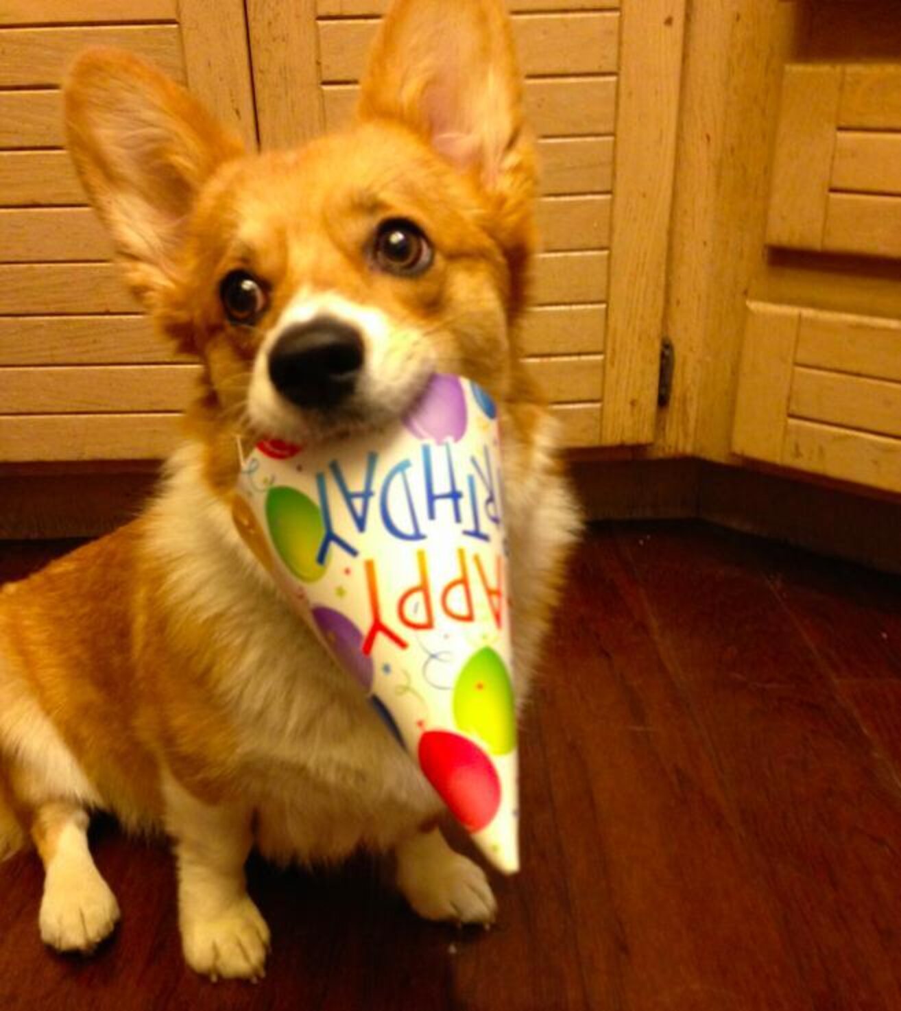 32 Pets Who Are Having The Best Birthday Ever ... Or Not - The Dodo