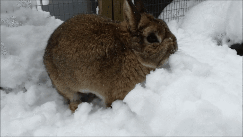 Let These 9 Snow Bunnies Explain Why Snow Days Are The Best Days - The Dodo