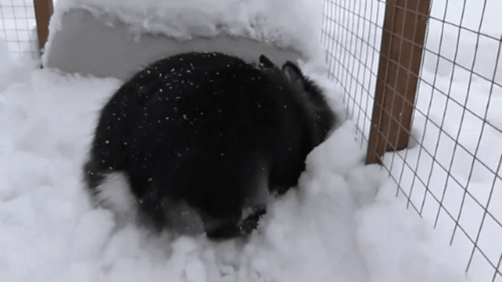 Let These 9 Snow Bunnies Explain Why Snow Days Are The Best Days - The Dodo