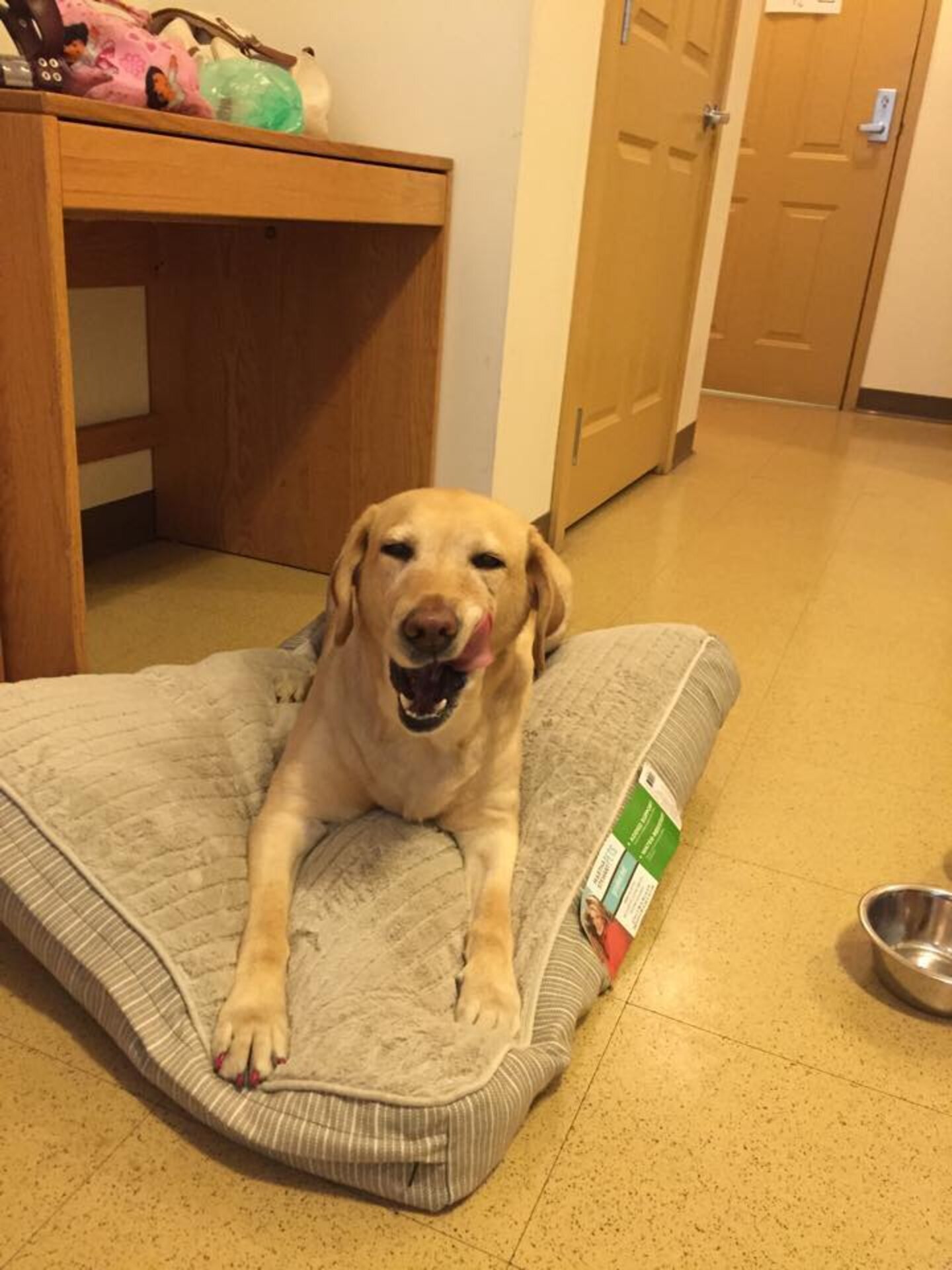 Dog Calls 911 During Fire, Leads Blind Owner To Safety - The Dodo