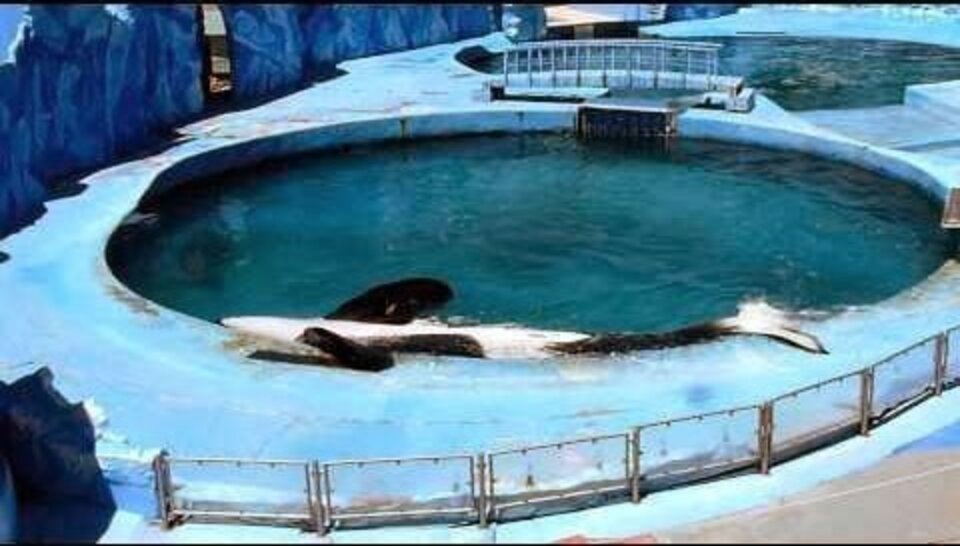Seaworld's Collaboration in the Wild Caught Industry, leading right ...