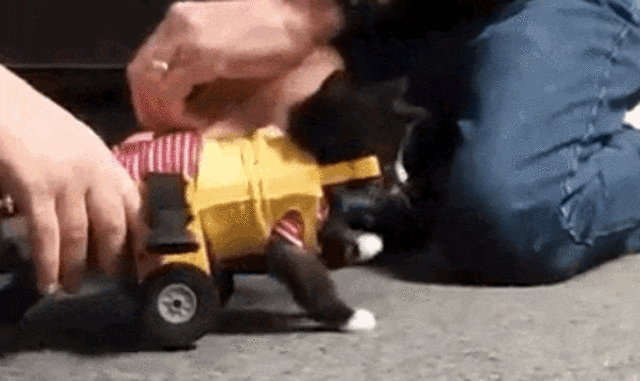 Kitten Couldn't Walk ... Until Someone Cared Enough To Give Him Wheels ...