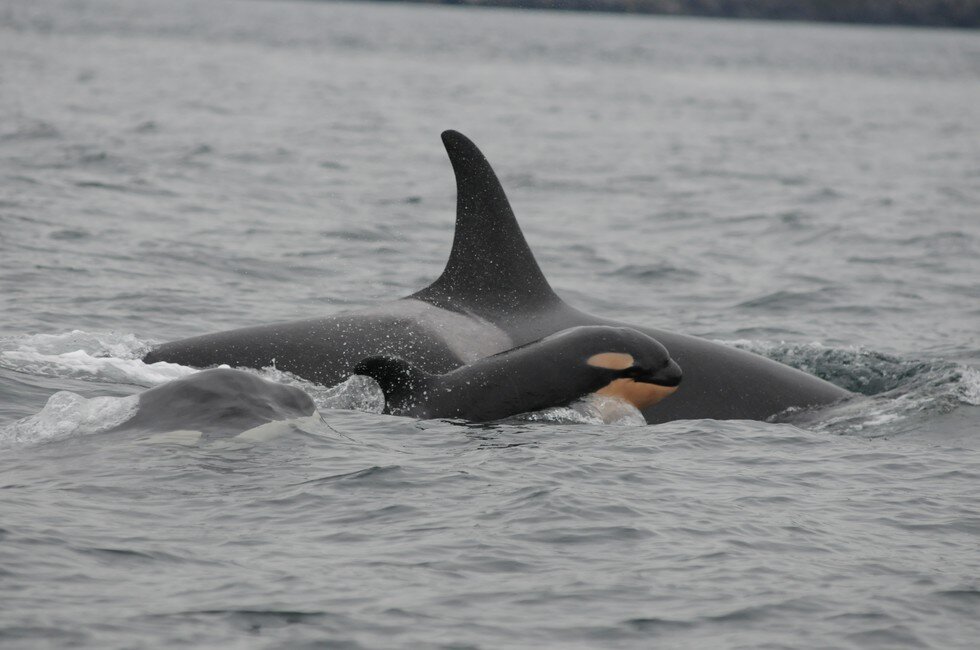 Wild Grandma Orca Gives Birth To Sweetest Symbol Of Hope - The Dodo