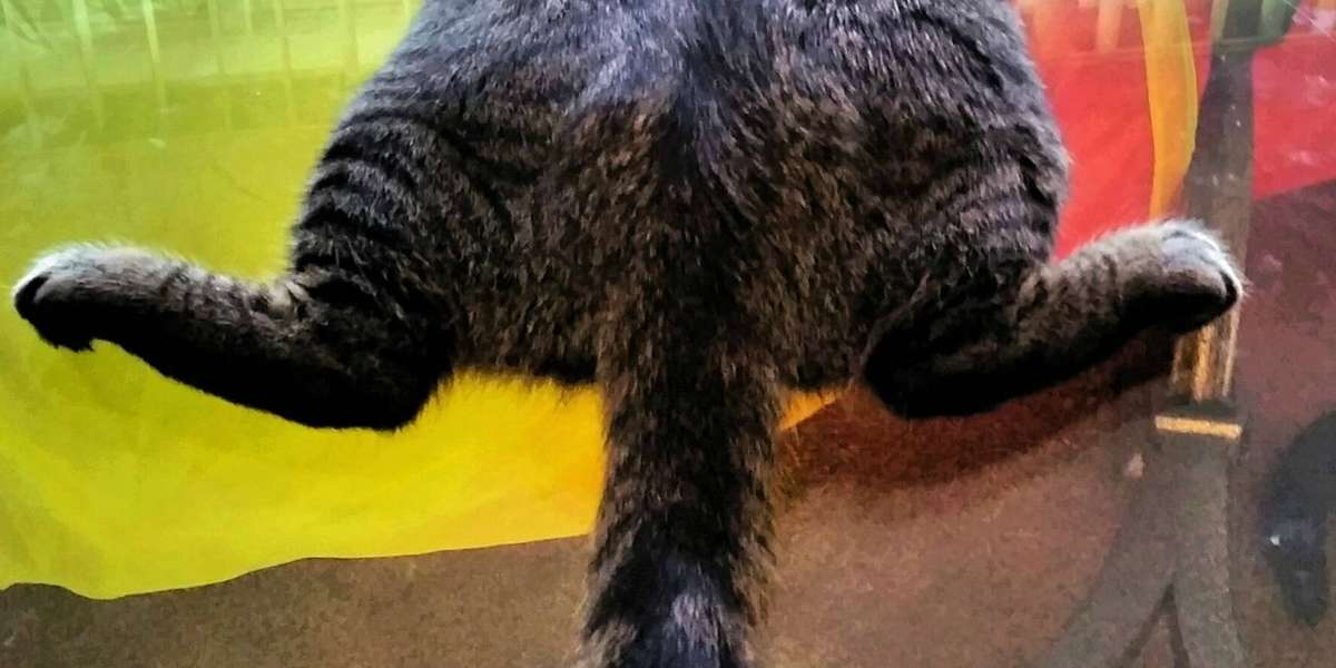 17 Cat Sploots That Are The Perfect Degree Of Squishiness - The Dodo