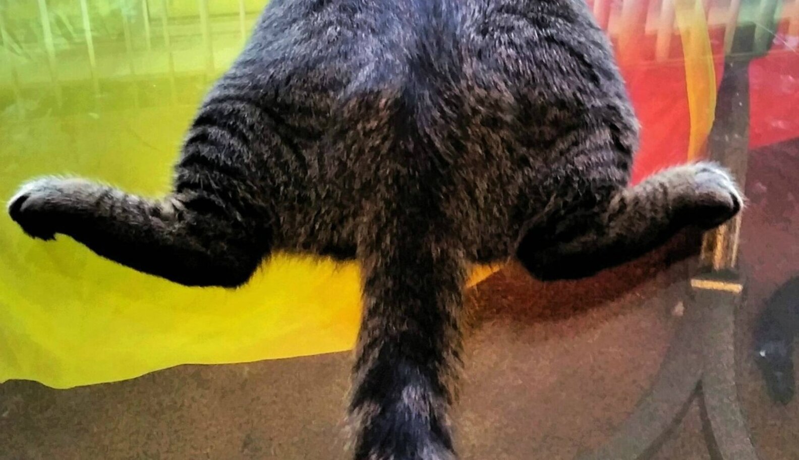 17 Cat Sploots That Are The Perfect Degree Of Squishiness - The Dodo