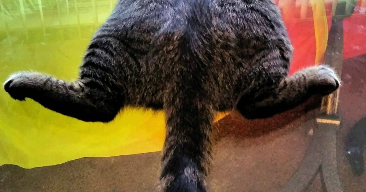 17 Cat Sploots That Are The Perfect Degree Of Squishiness - The Dodo