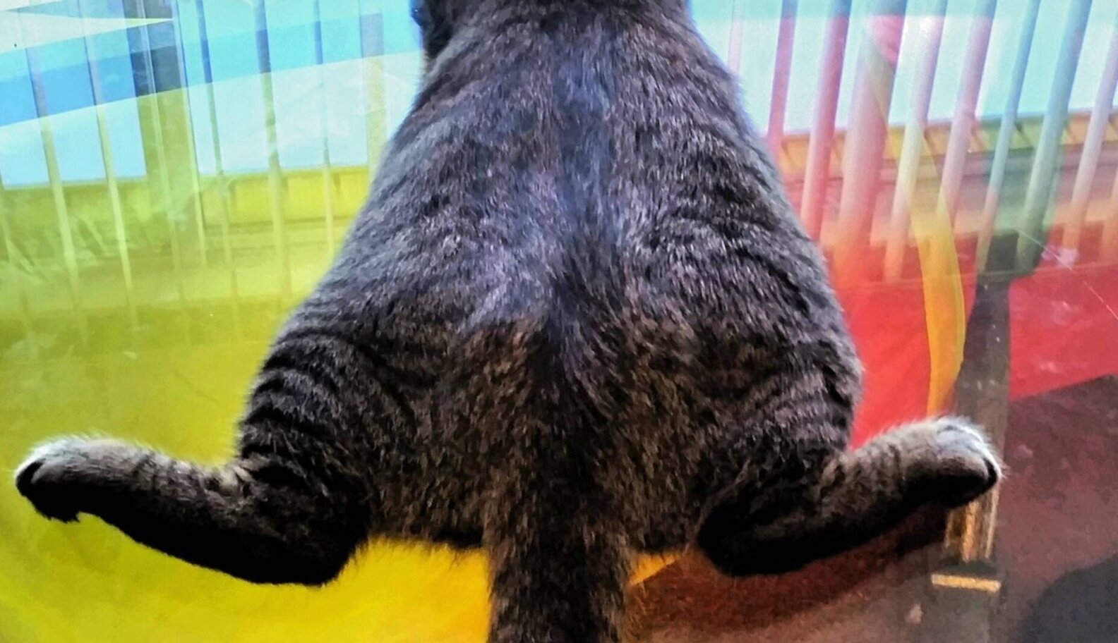 17 Cat Sploots That Are The Perfect Degree Of Squishiness - The Dodo