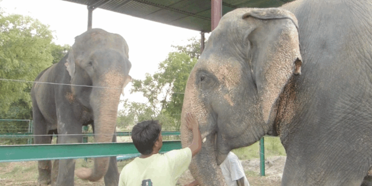 Raju Unchained: Watch This Elephant’s Transformation From Captivity To ...