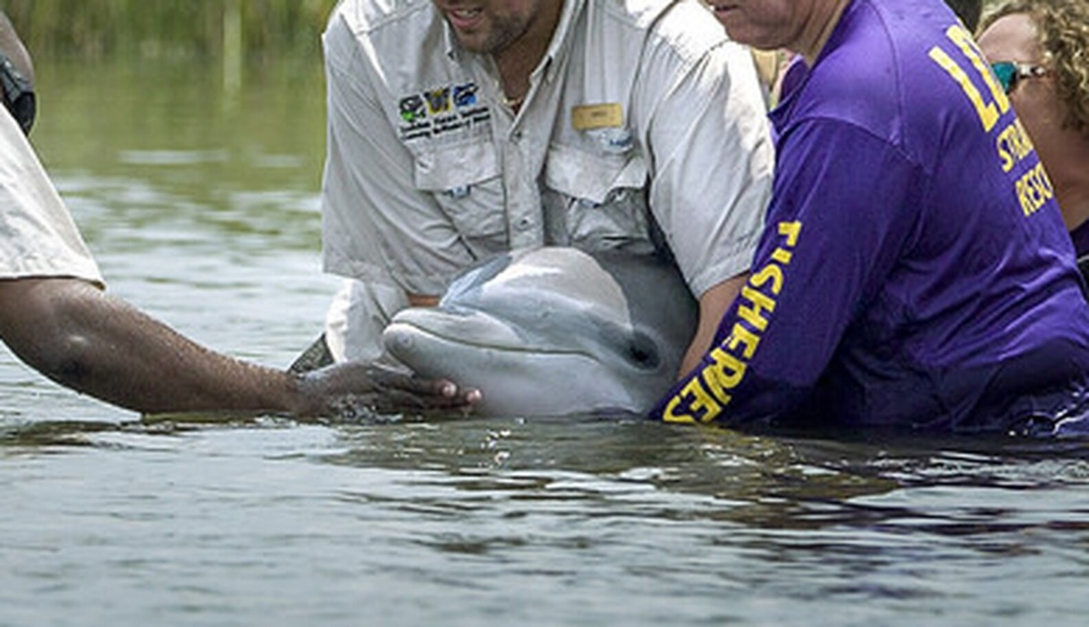 Dolphin Says Goodbye To The People Who Saved His Life - The Dodo