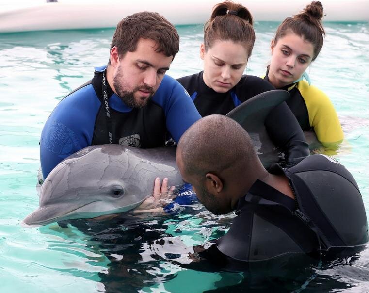 Dolphin Says Goodbye To The People Who Saved His Life - The Dodo