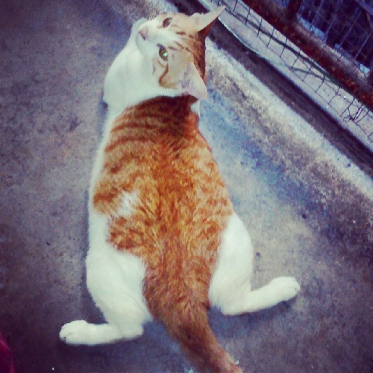 17 Cat Sploots That Are The Perfect Degree Of Squishiness - The Dodo