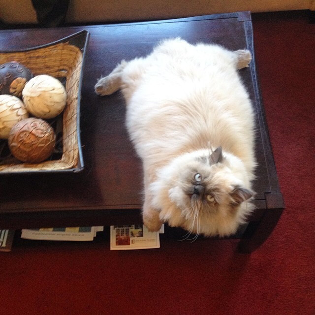 17 Cat Sploots That Are The Perfect Degree Of Squishiness - The Dodo