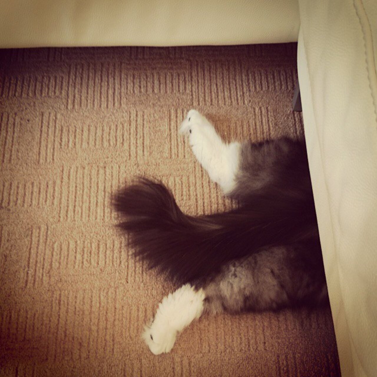 17 Cat Sploots That Are The Perfect Degree Of Squishiness - The Dodo
