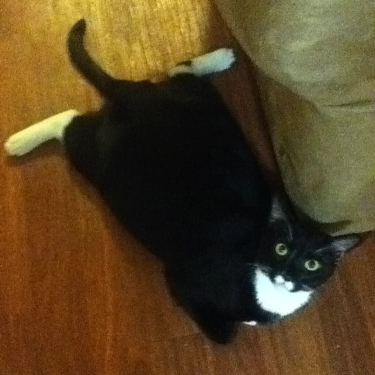 17 Cat Sploots That Are The Perfect Degree Of Squishiness - The Dodo