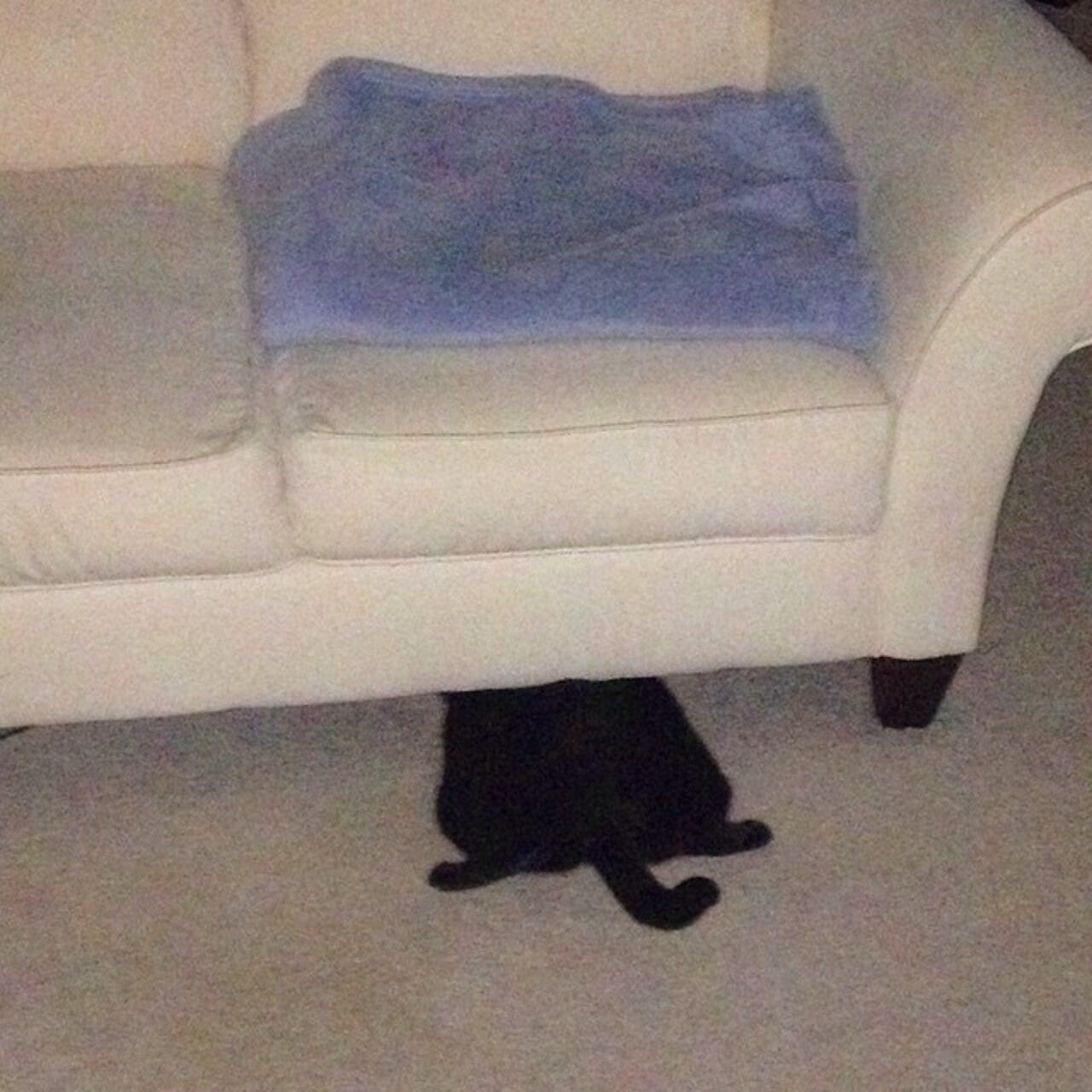 17 Cat Sploots That Are The Perfect Degree Of Squishiness - The Dodo