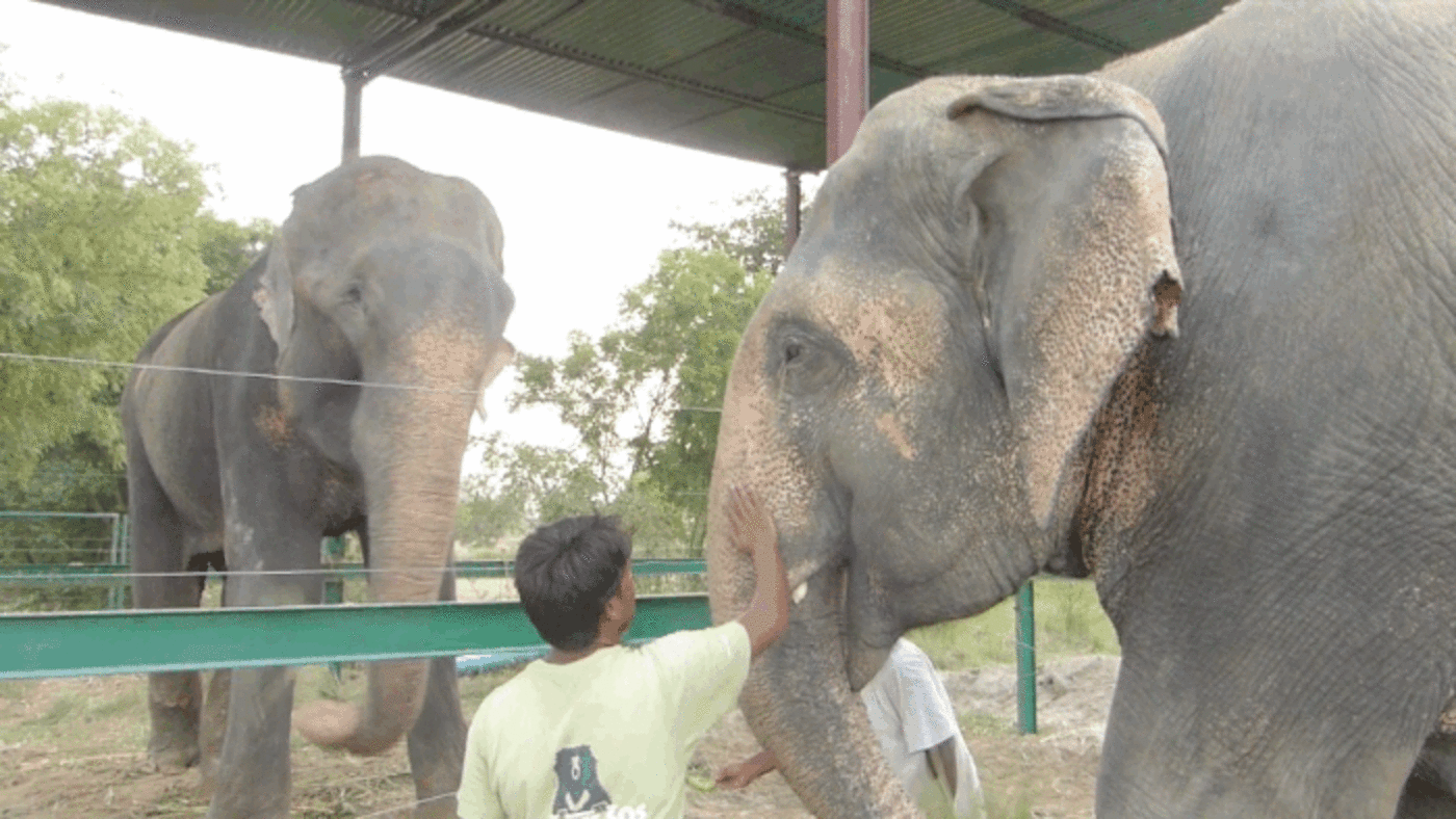 One Year Ago, This Elephant Was Weeping In Chains - The Dodo