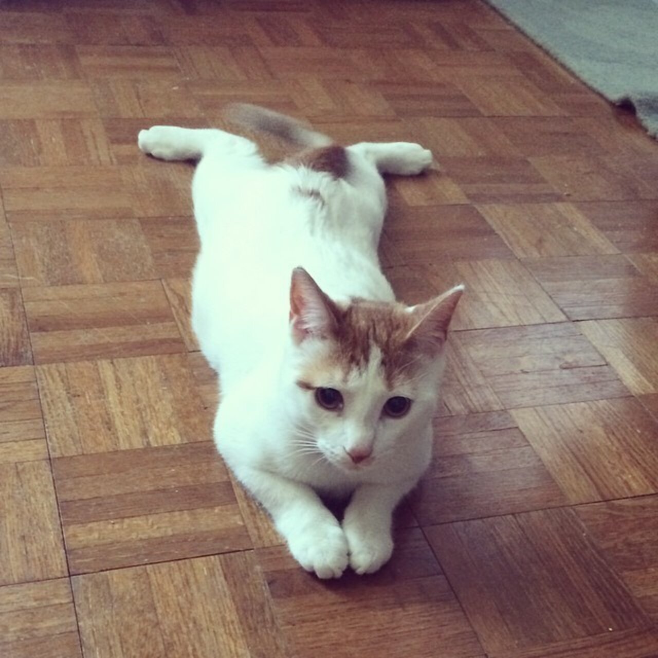 17 Cat Sploots That Are The Perfect Degree Of Squishiness - The Dodo