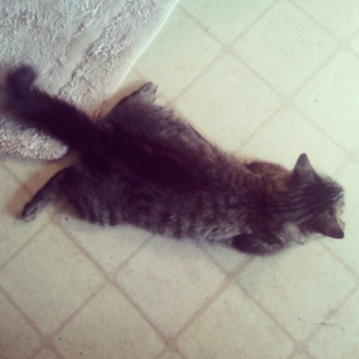 17 Cat Sploots That Are The Perfect Degree Of Squishiness - The Dodo