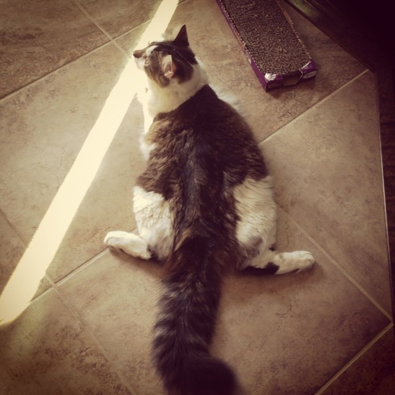 17 Cat Sploots That Are The Perfect Degree Of Squishiness - The Dodo