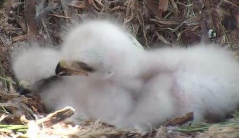 Sleepy Baby Hawks See Sunlight For The First Time ... Like, RIGHT NOW ...