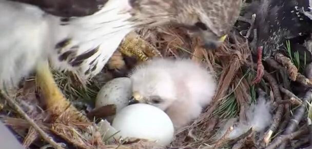 Sleepy Baby Hawks See Sunlight For The First Time ... Like, RIGHT NOW ...