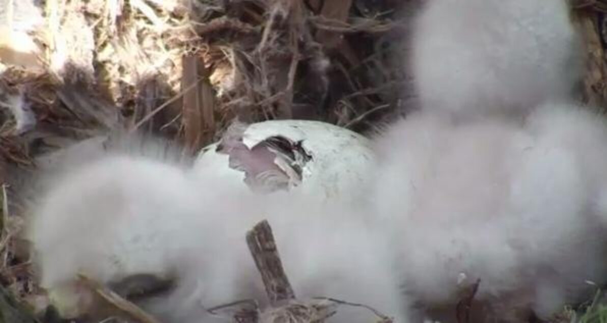 Sleepy Baby Hawks See Sunlight For The First Time ... Like, RIGHT NOW ...