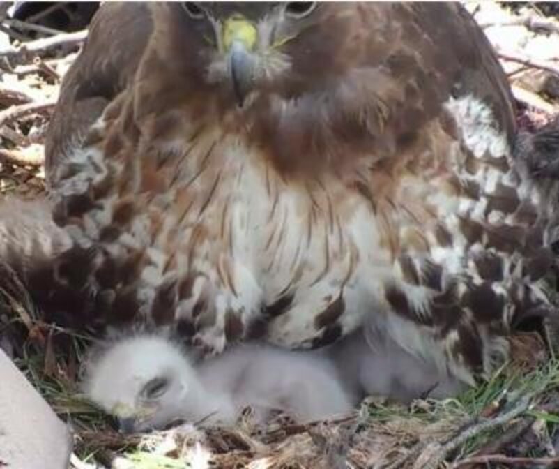 Sleepy Baby Hawks See Sunlight For The First Time ... Like, RIGHT NOW ...