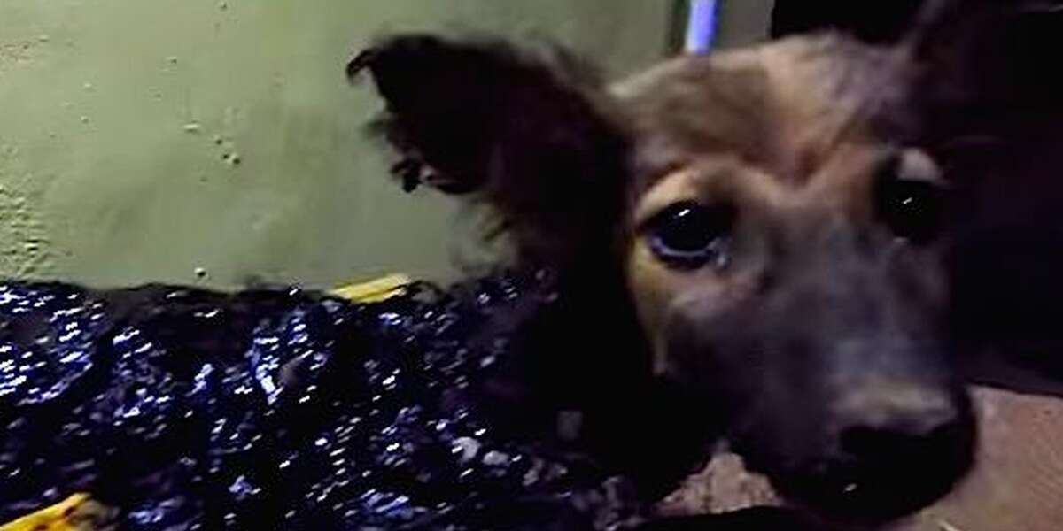 Puppy Covered In Tar Gets Most Beautiful Rescue - The Dodo
