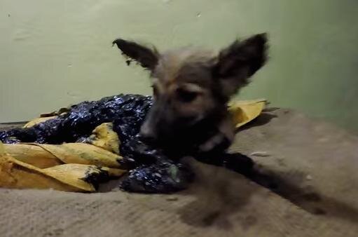 Puppy Covered In Tar Gets Most Beautiful Rescue - The Dodo