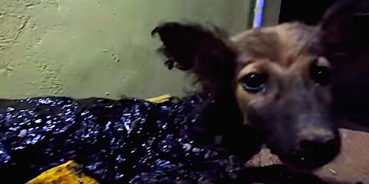 Puppy Covered In Tar Gets Most Beautiful Rescue - The Dodo