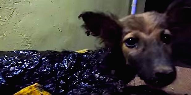 Puppy Covered In Tar Gets Most Beautiful Rescue - The Dodo