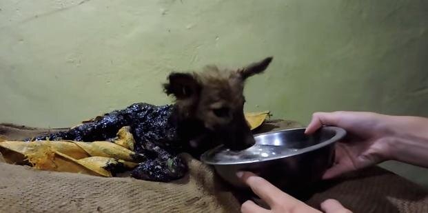 Puppy Covered In Tar Gets Most Beautiful Rescue - The Dodo