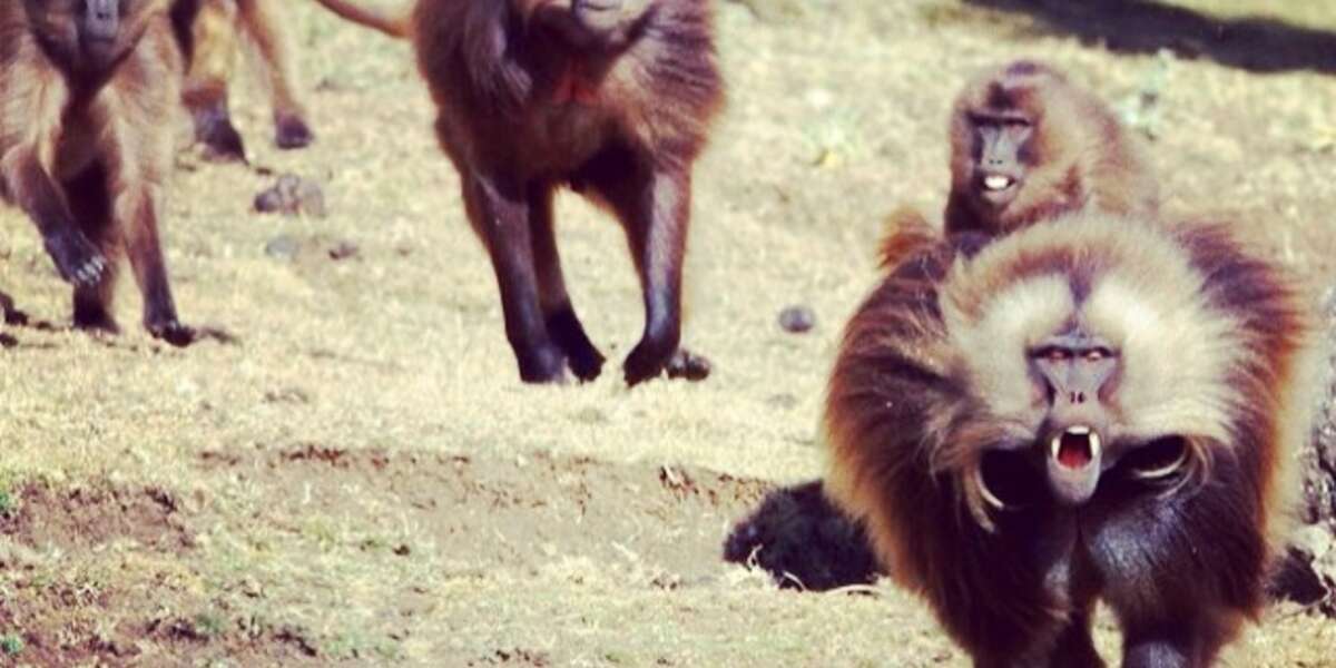 Boundless gelada monkeys chase one another. Photo shot in northern ...