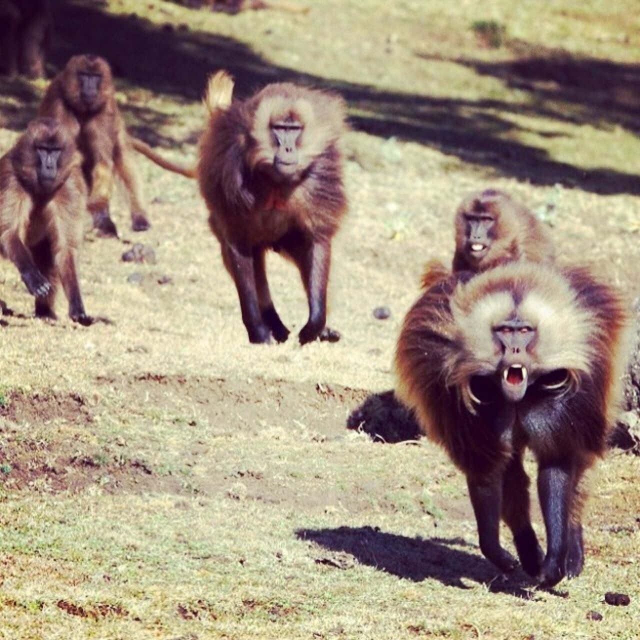 Boundless gelada monkeys chase one another. Photo shot in northern ...